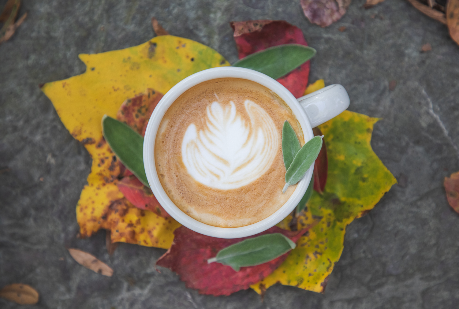 Caffe Driade – Fresh Roasted Coffee, Tea, Beer & Wine, Live Music